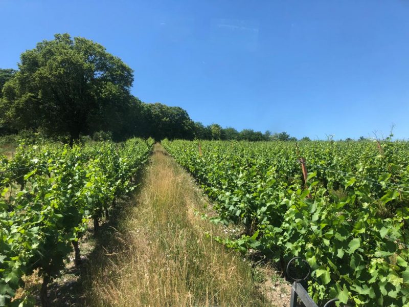 Impressionen 2021 - Winzerfamilie Gregor Schup